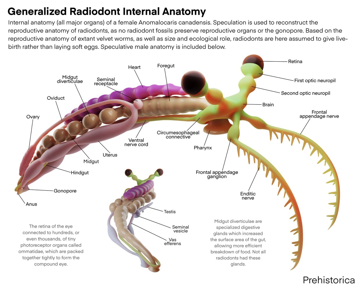 Radiodonts | Brick's Science
